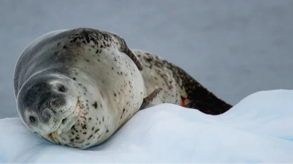 Ukrainian polar explorers share video of sea leopard chasing them ...