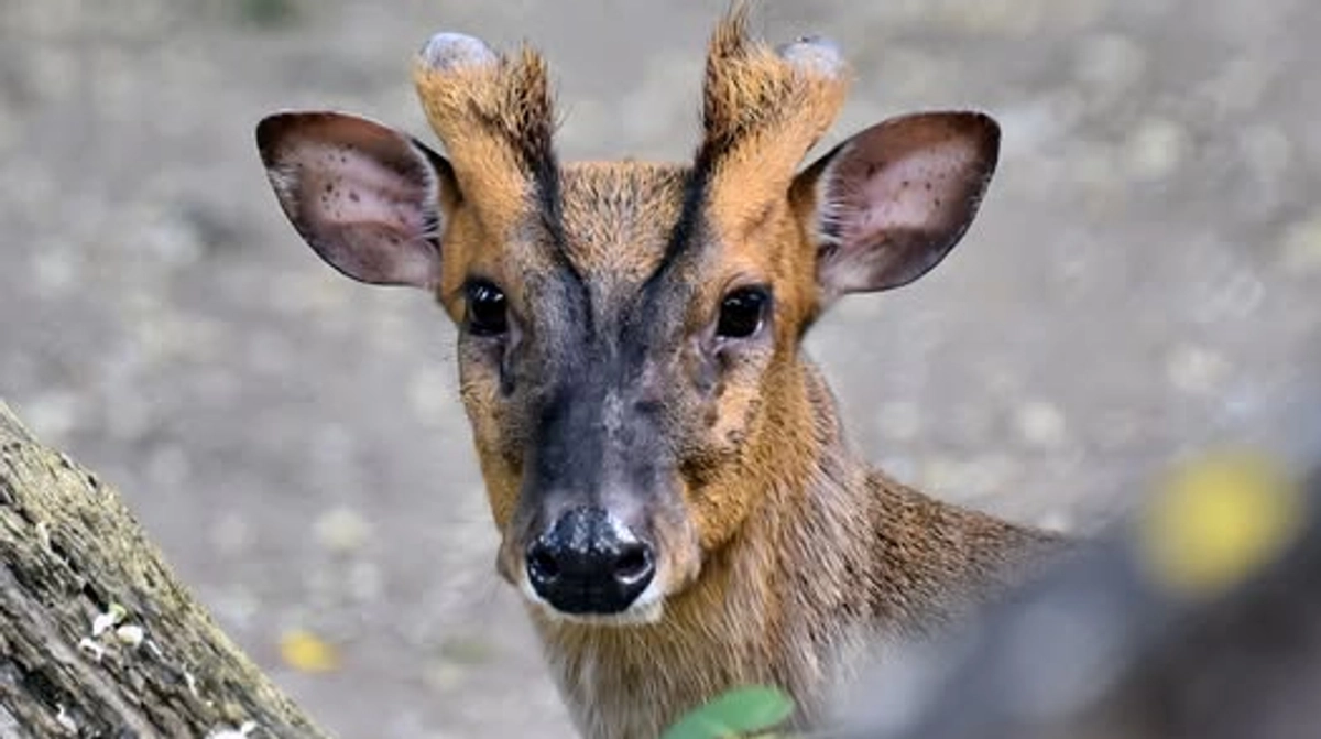 "His chances of survival were 50-50": Kyiv Zoo performs surgery on ...