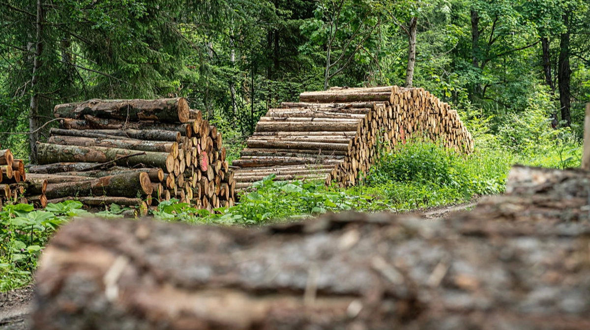 Ukraine halts export of firewood and unprocessed timber | Ukrainska Pravda