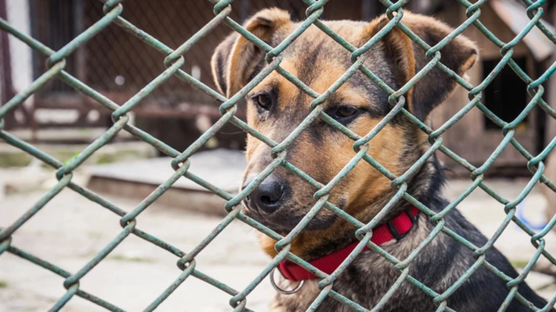 Sheer hell: two animal shelters hit in last night's Russian attack ...