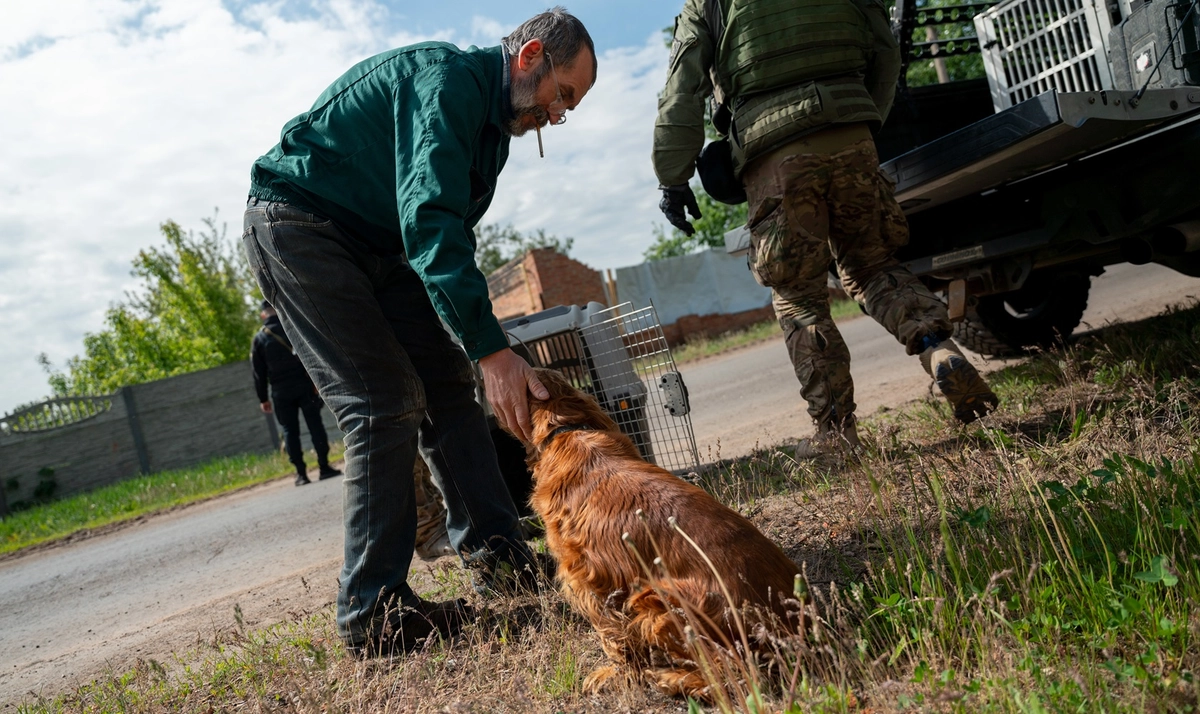 Russia attacks Vovchansk. Animal evacuation through the eyes of a ...